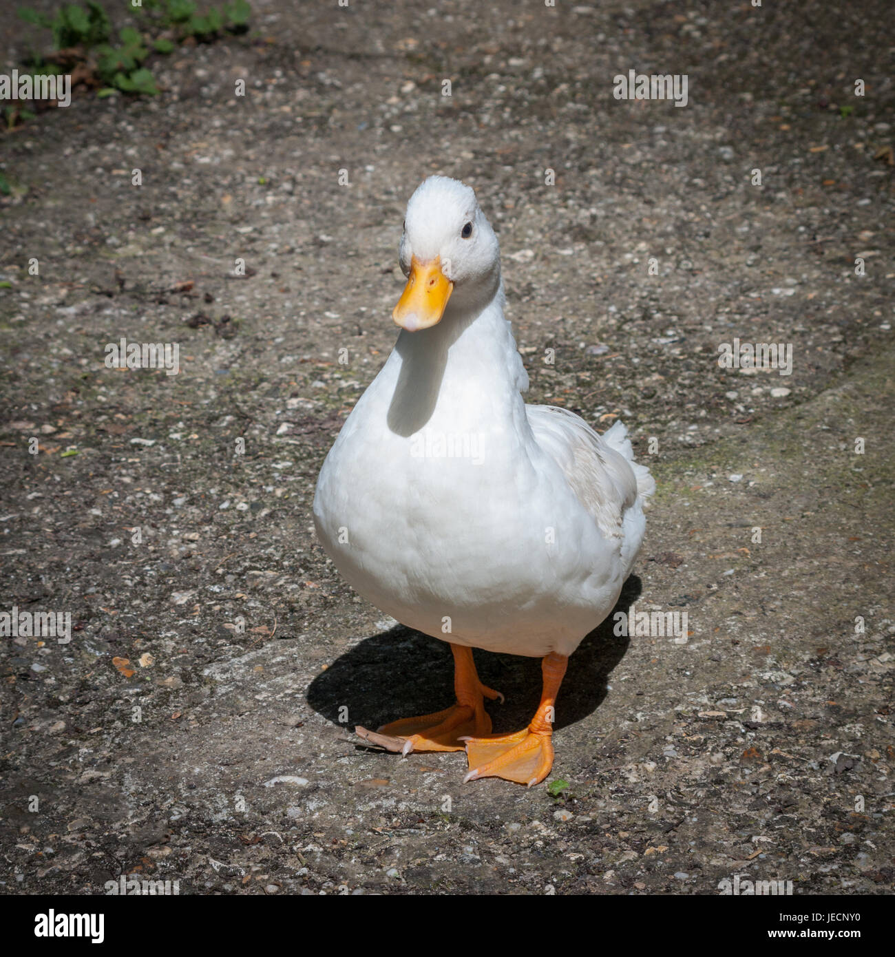Duck call hi-res stock photography and images - Alamy