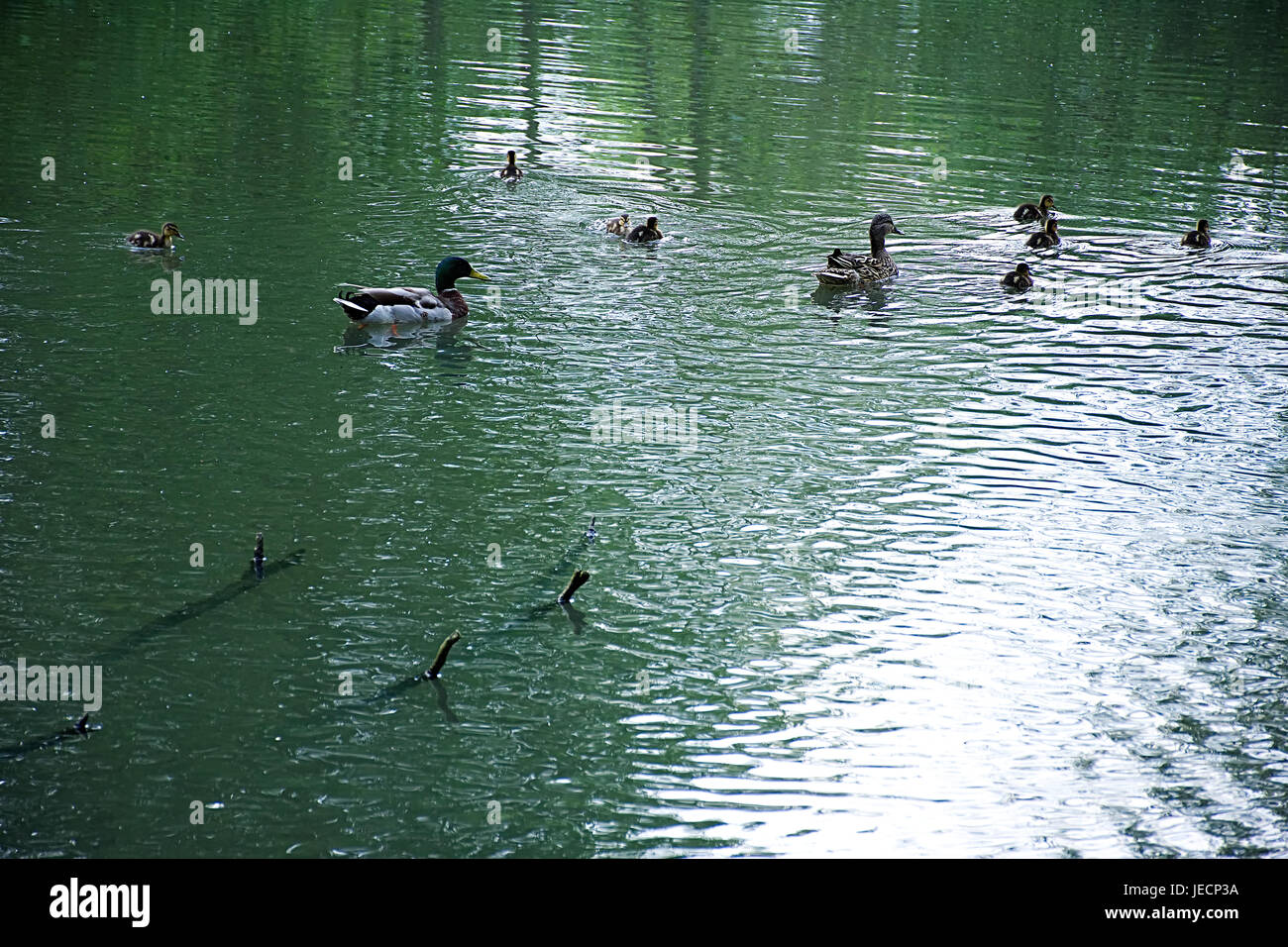 Duck family with ducklings swimming in Westport lake,Stoke on Trent ...