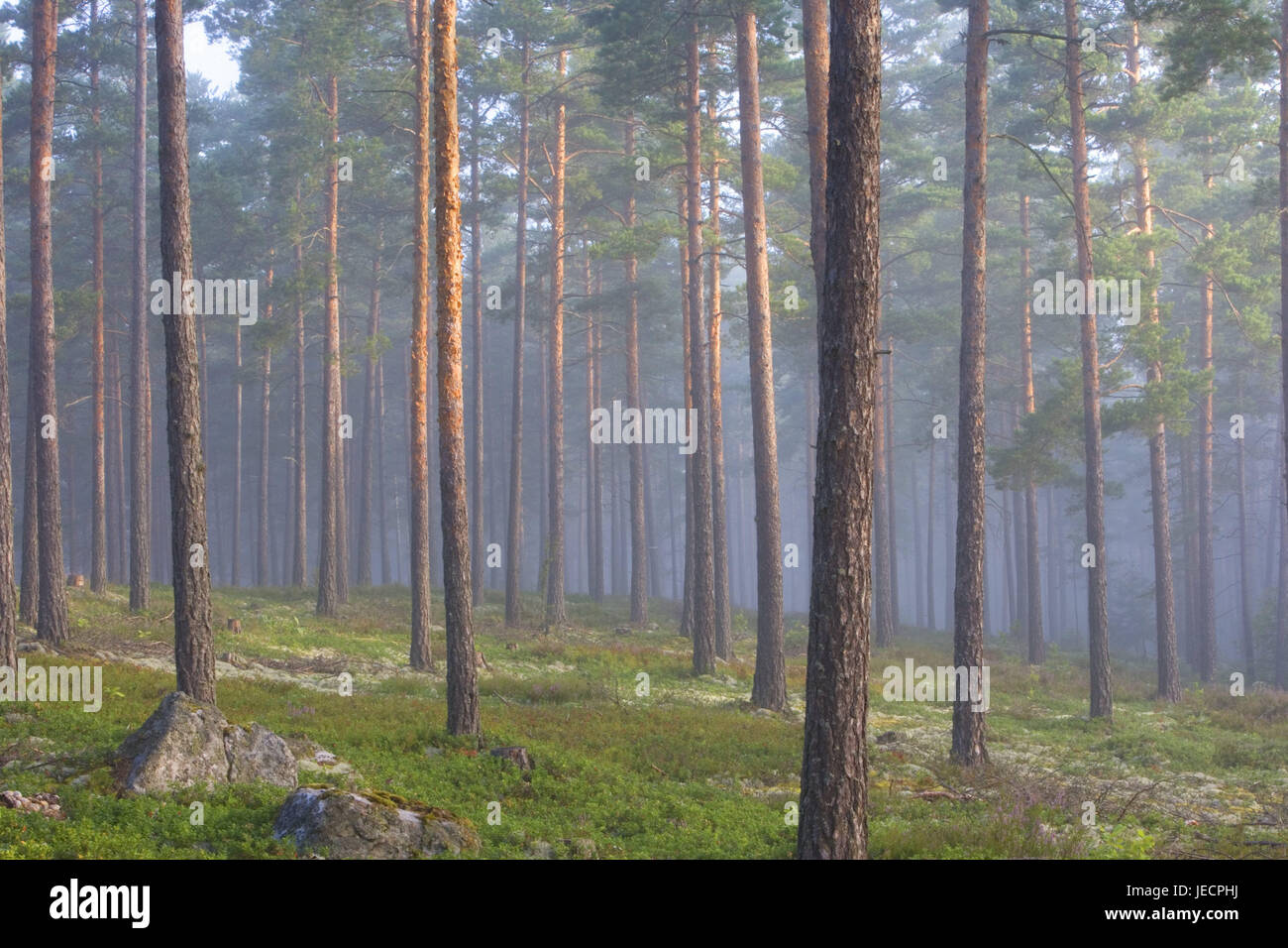 Pinewood detail hi-res stock photography and images - Alamy
