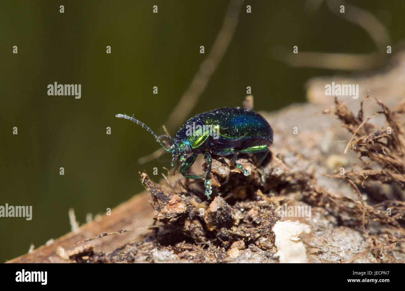 Fluorescent insects hi-res stock photography and images - Alamy