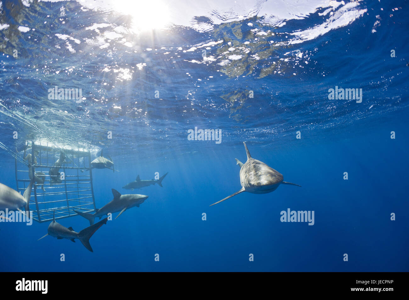 Galapagos sharks, shark card cage Stock Photo - Alamy