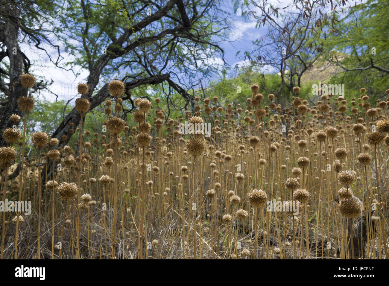 Vegetation in the slide moon Head volcano crater, Hawaii, Oahu, the USA ...
