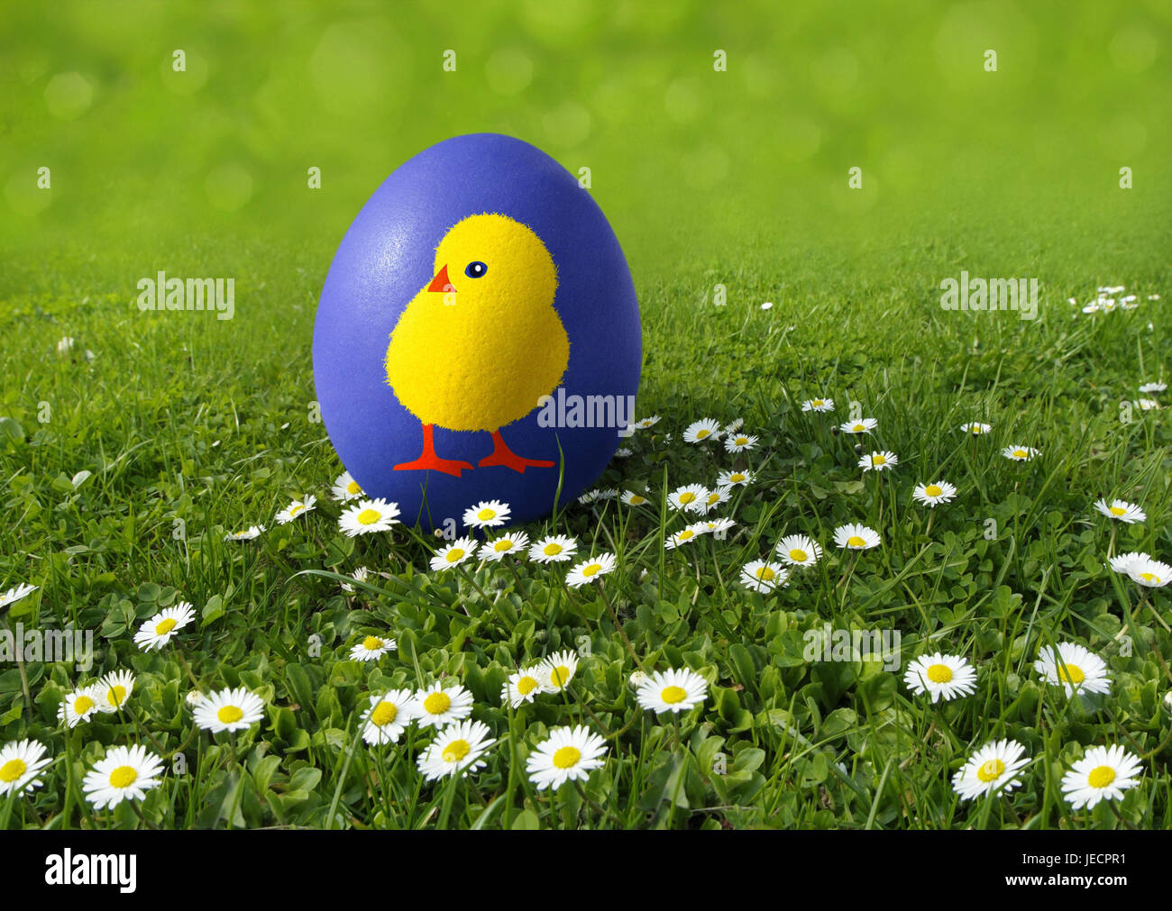 Easter, meadow, daisy, Easter egg, blue, paints, 'chicks', yellow, [M ...