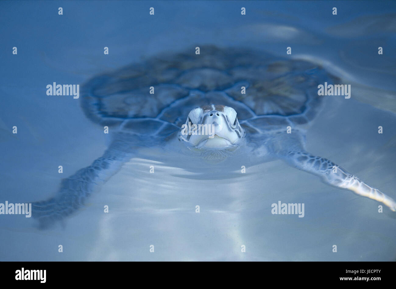Mexico, peninsula Yucatan, Isla Mujeres, tortoise's farm, tortoise ...