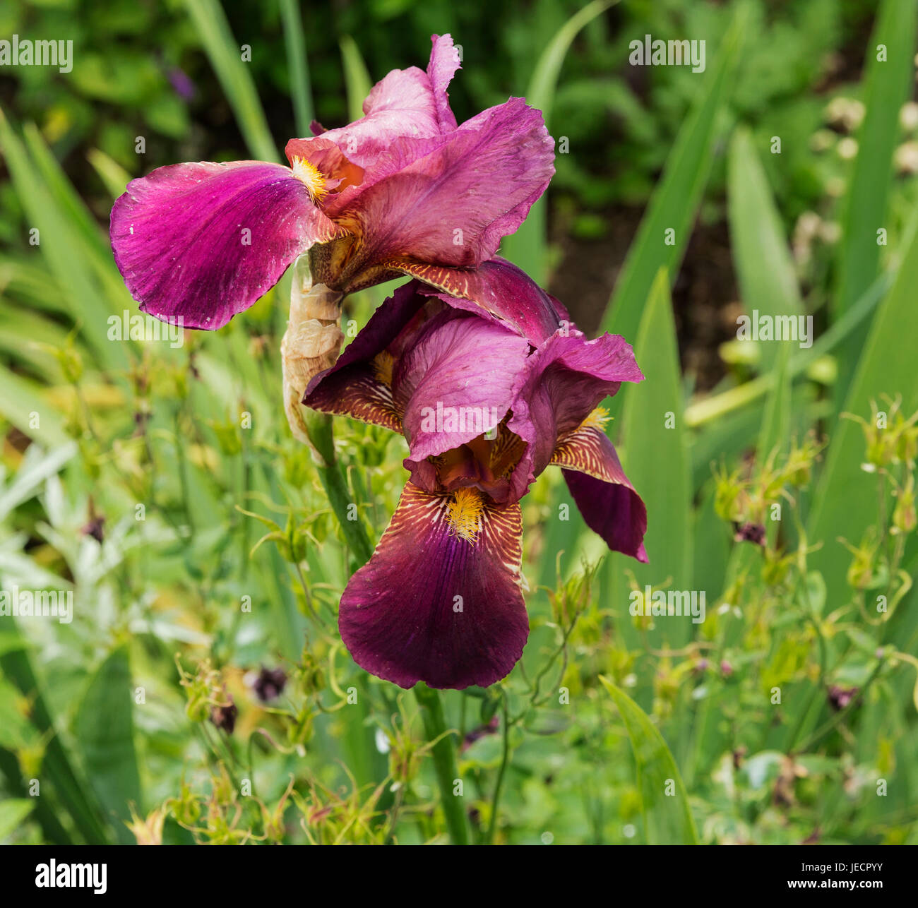Blooming iris flower in hi-res stock photography and images - Alamy