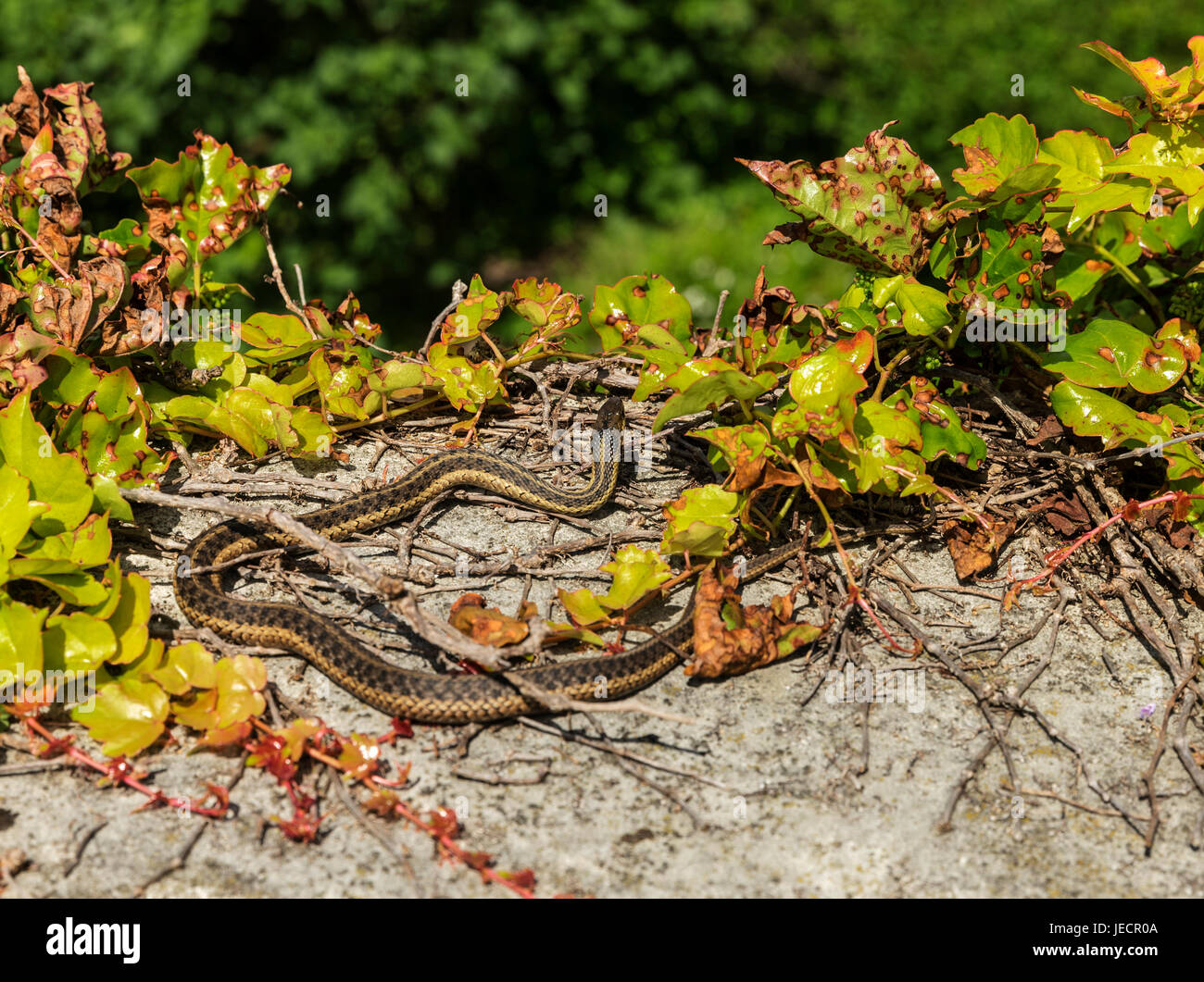 Garter snake other wise known as garden snake Stock Photo - Alamy