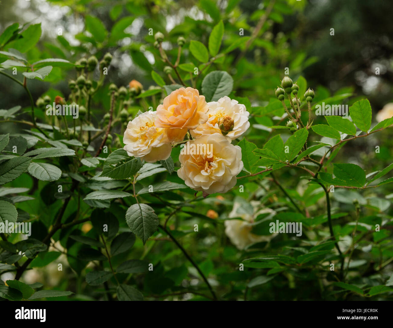 Blooming yellow roses Stock Photo - Alamy