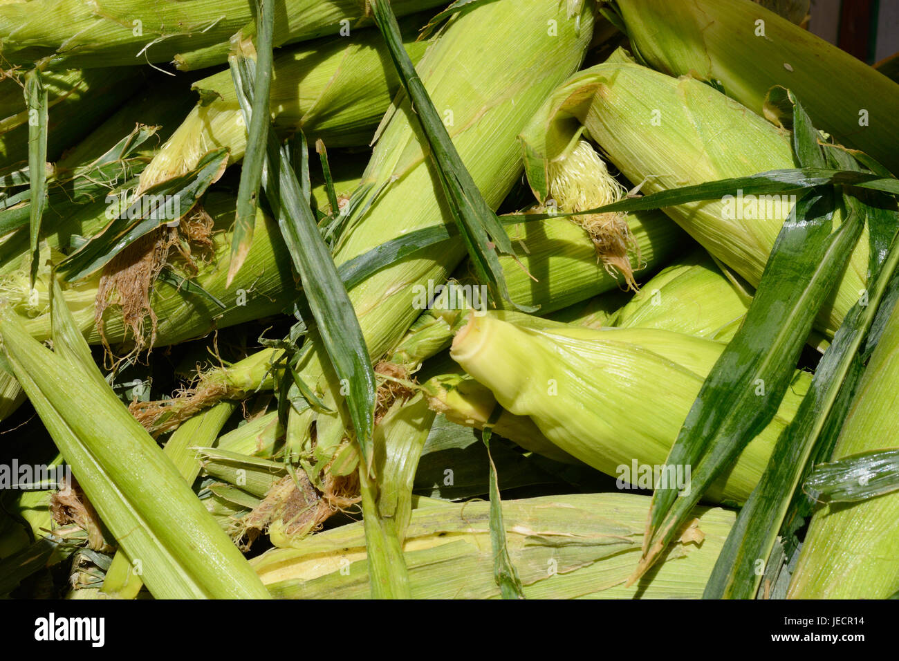 Corn farmers and farming hi-res stock photography and images - Alamy