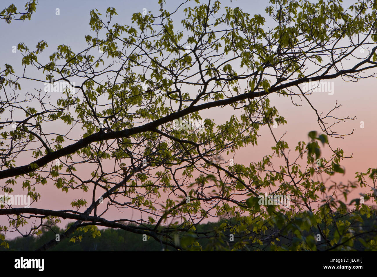 Broad leaves tree hi-res stock photography and images - Alamy