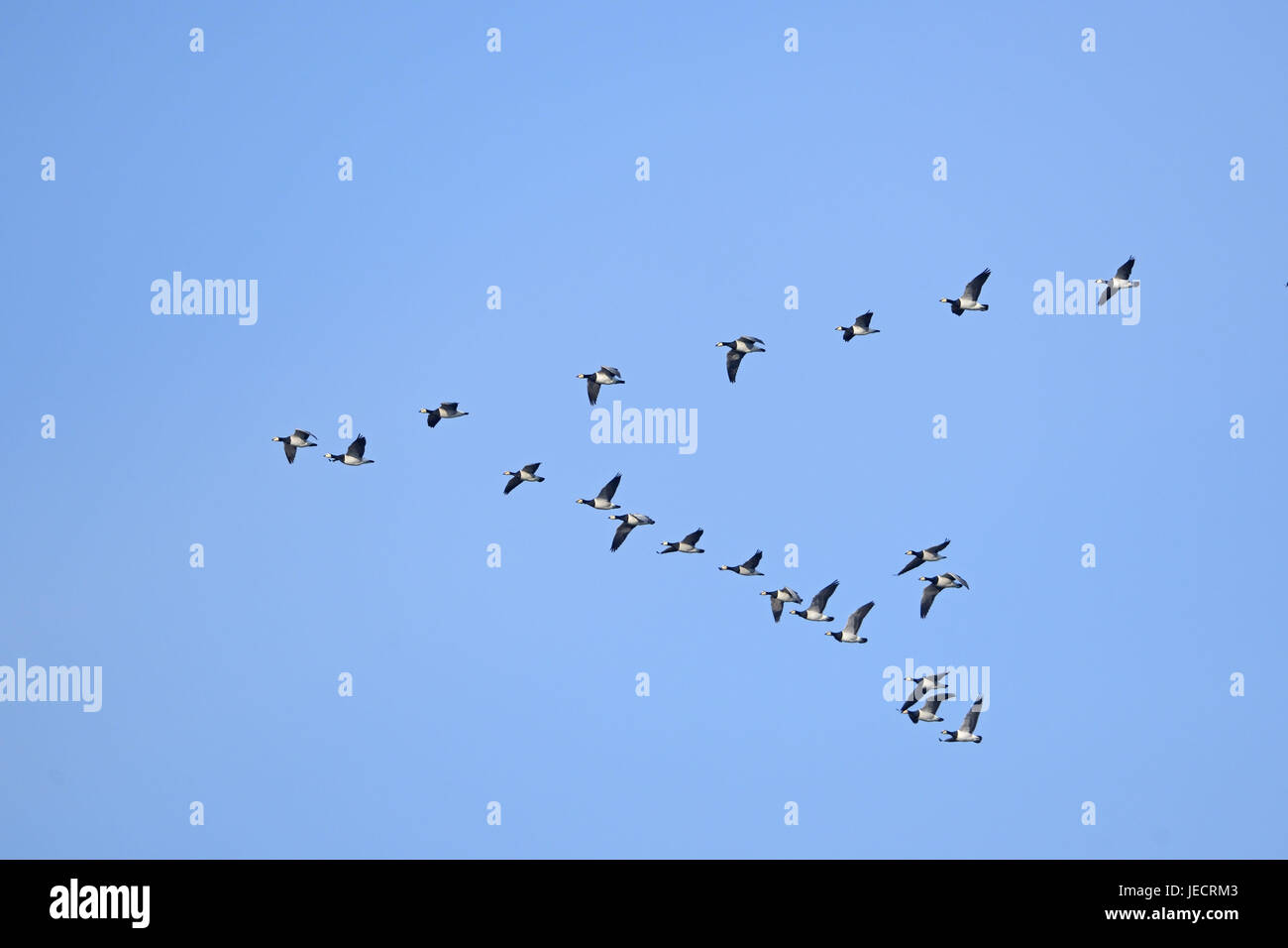 White cheek geese in the flight, the Lower Rhine, Germany Stock Photo ...