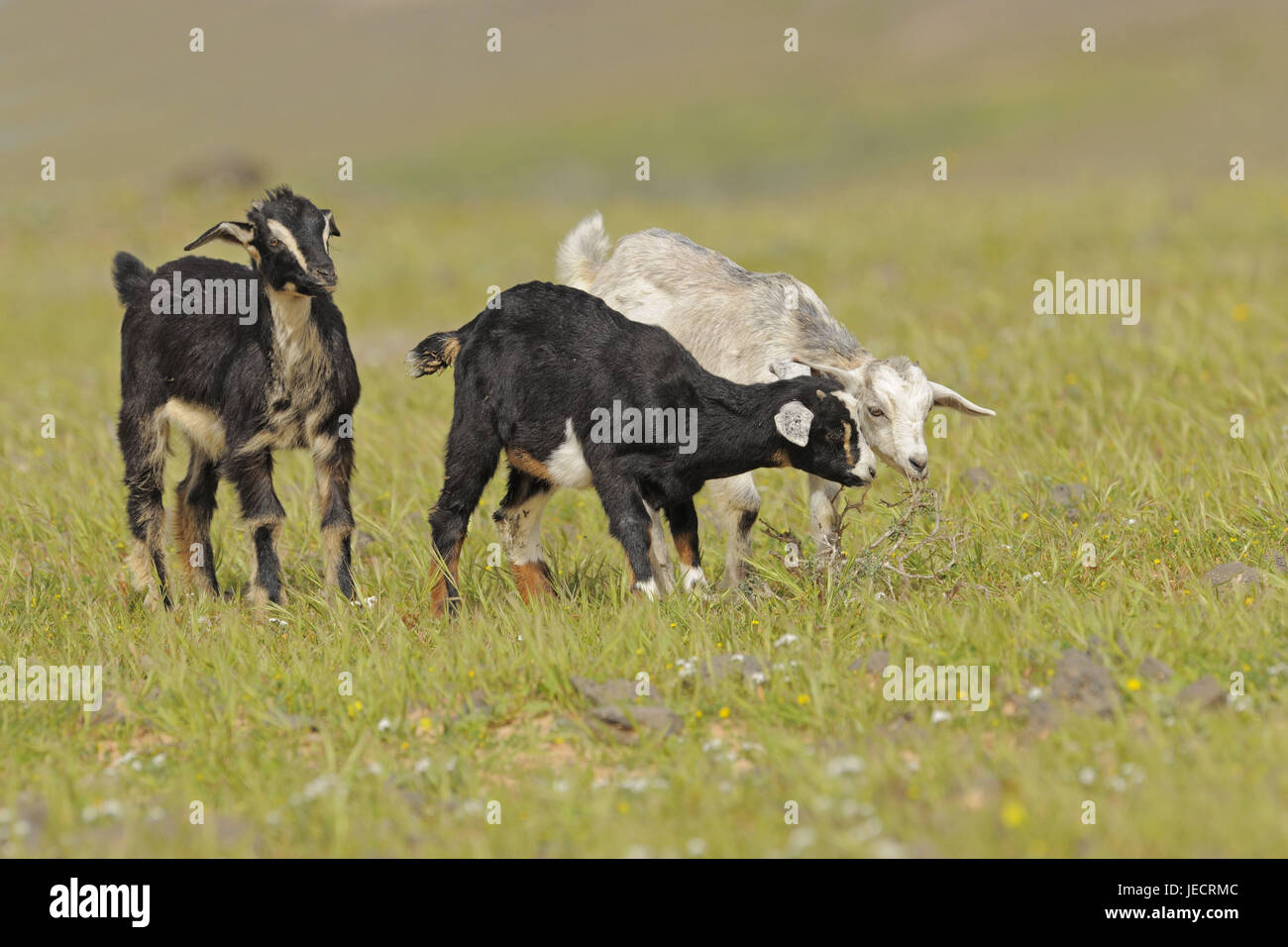 Canary goats hi-res stock photography and images - Alamy
