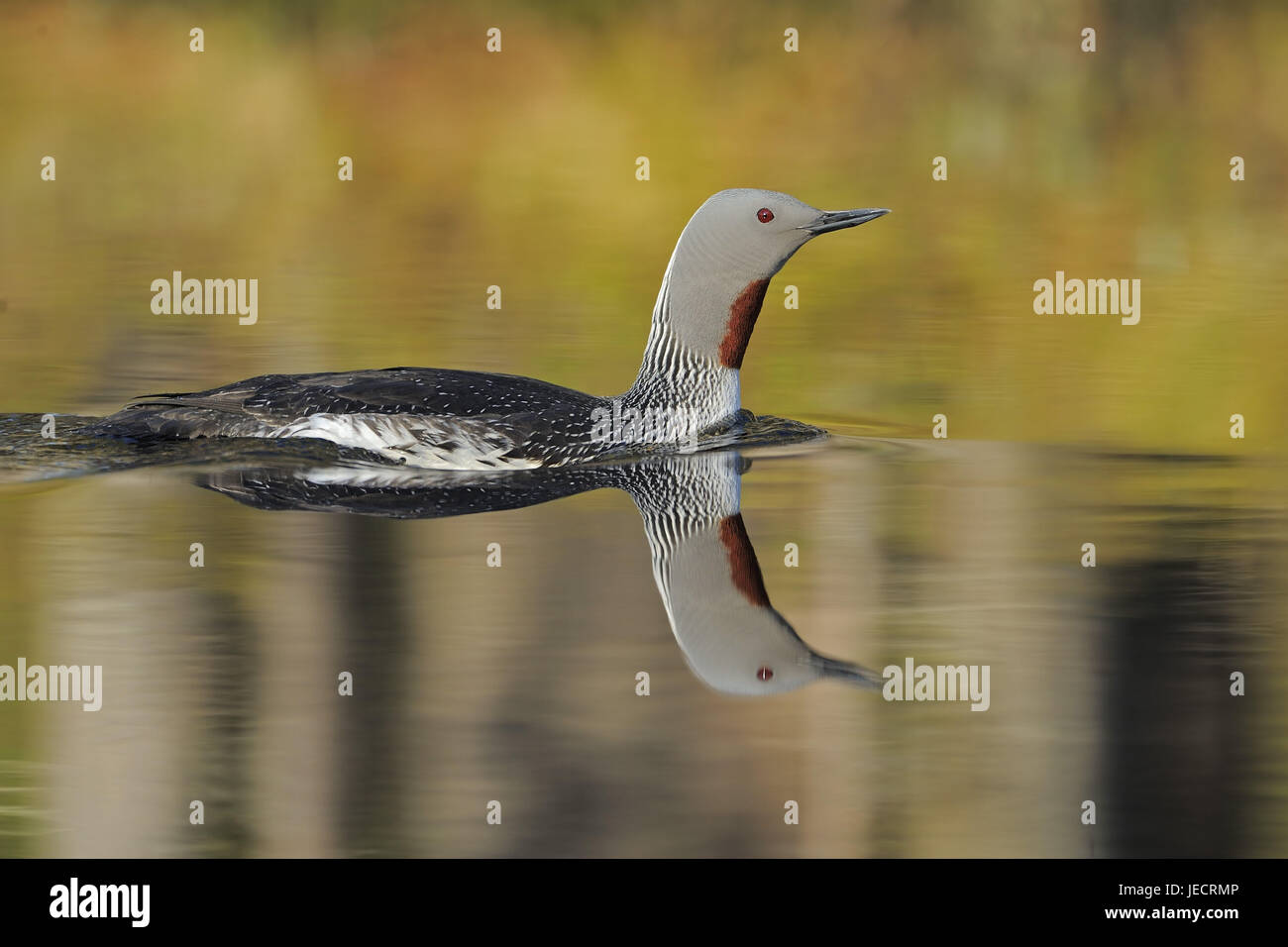 Sterns for birds hi-res stock photography and images - Alamy