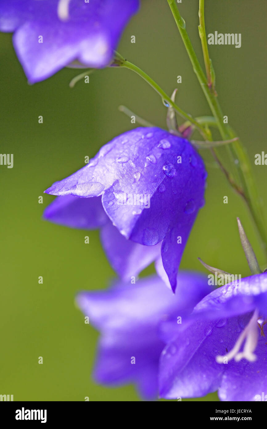 Peach-leafy bellflower, Campanula persicifolia, blossoms, mauve, wet ...