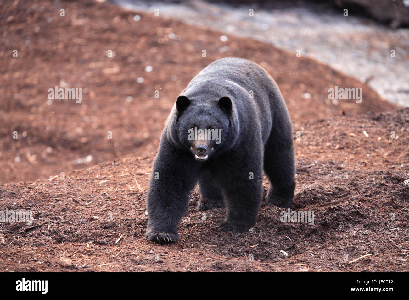 British predators hi-res stock photography and images - Alamy