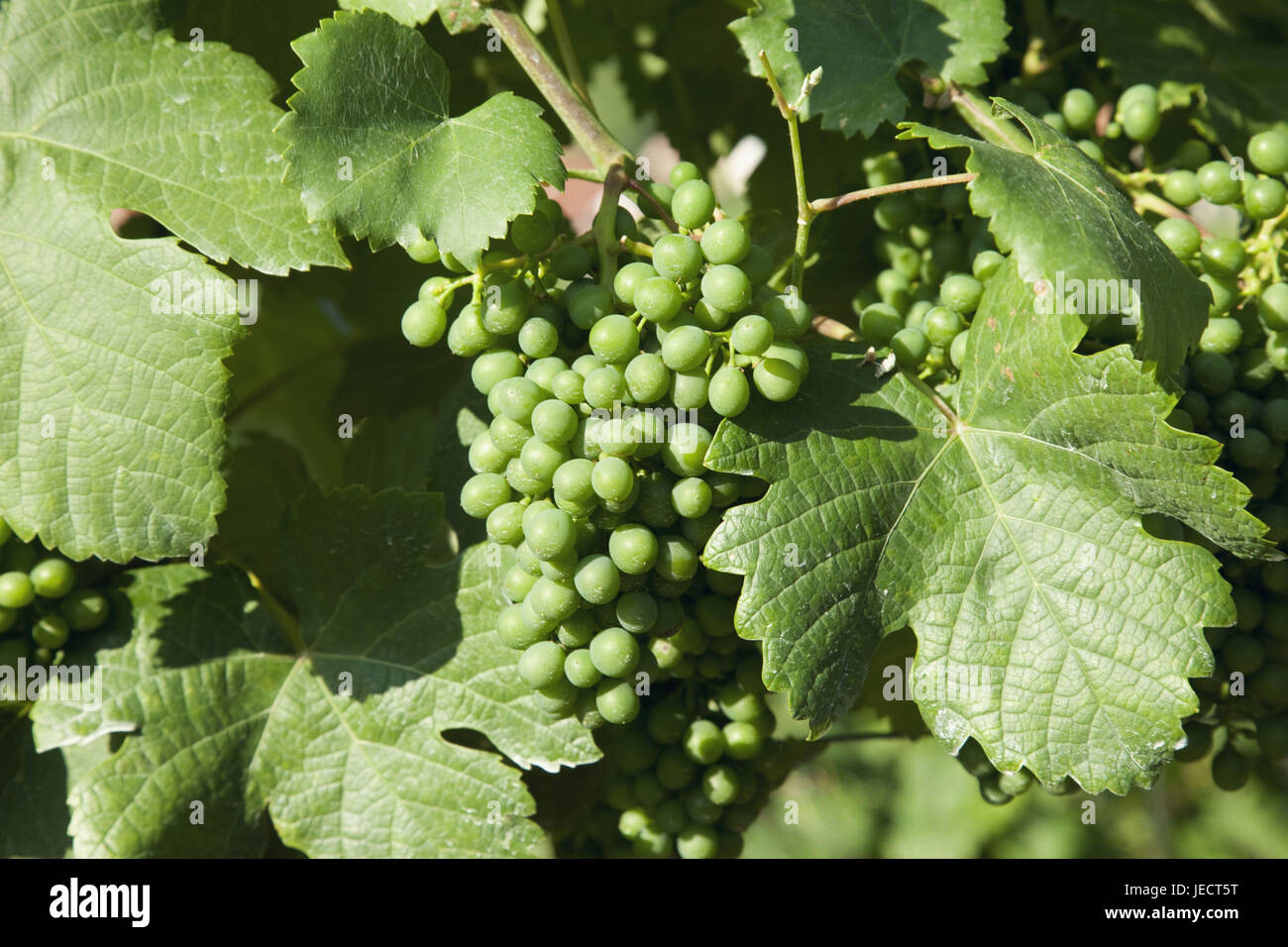 Austria vineyard hi-res stock photography and images - Alamy