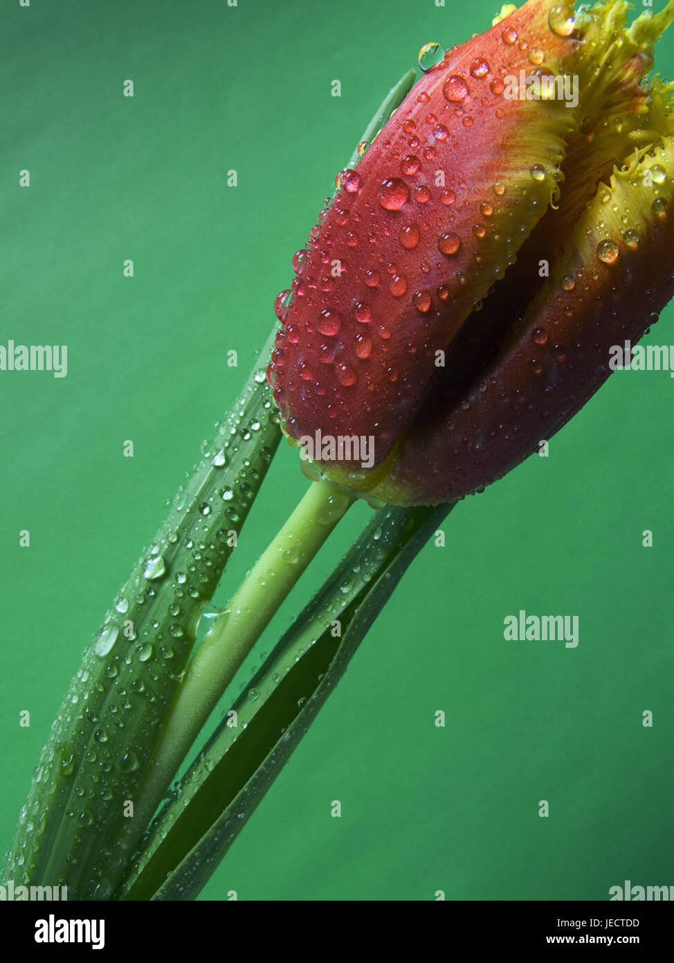 Tulip, Tulip Aleppo, blossom, leaves, drops of water, curled, plant ...