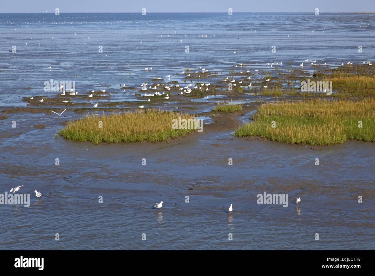 Watts, island Baltrum, the North Sea, North Sea island, North Sea spa ...