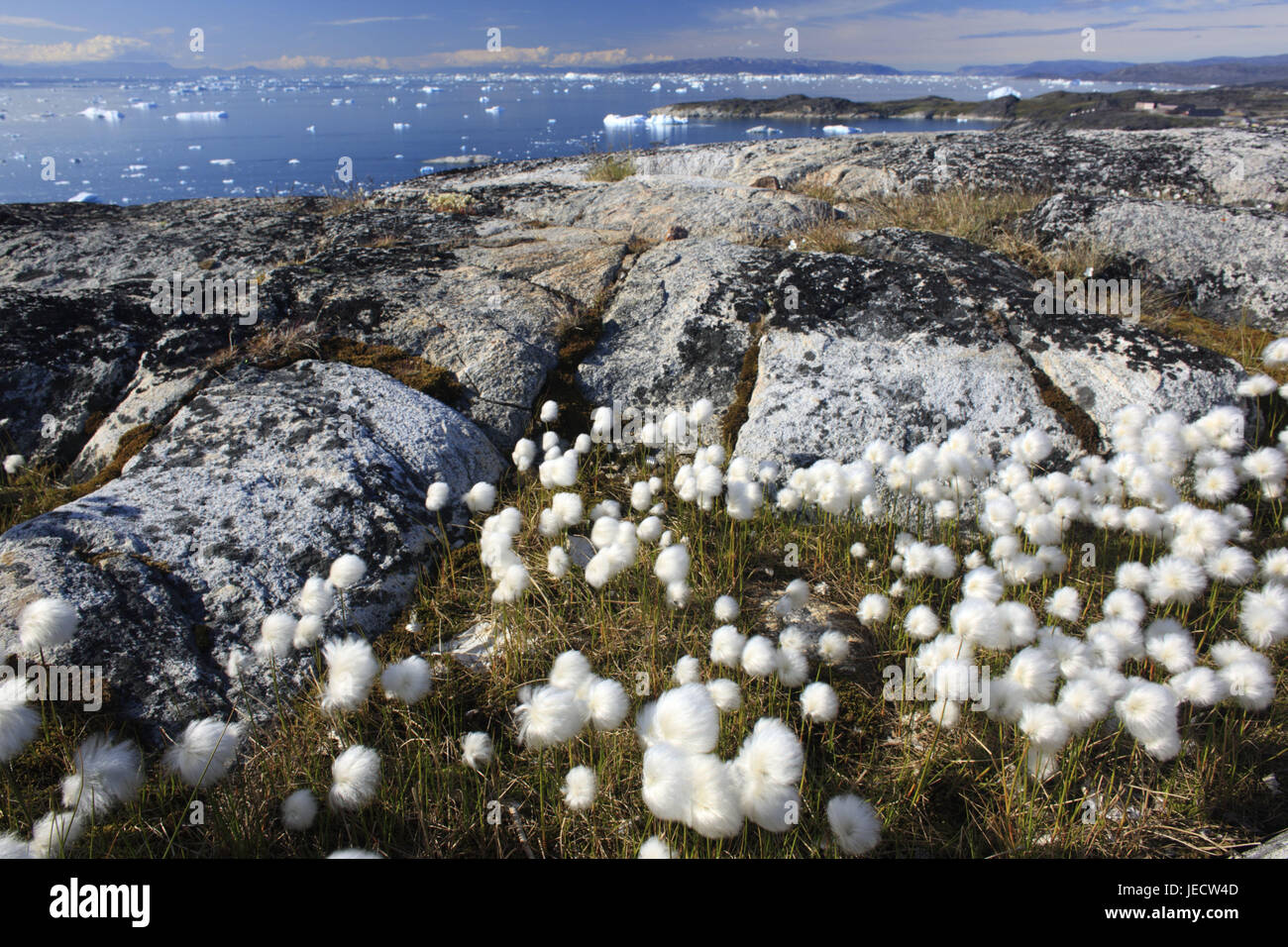 Arctic cotton grass hi-res stock photography and images - Alamy