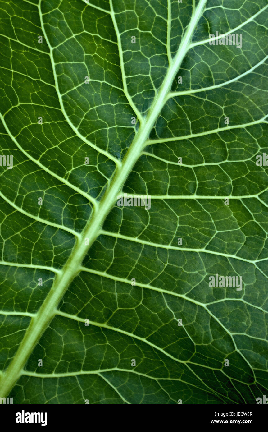 Leaves, green, texture, close up Stock Photo - Alamy
