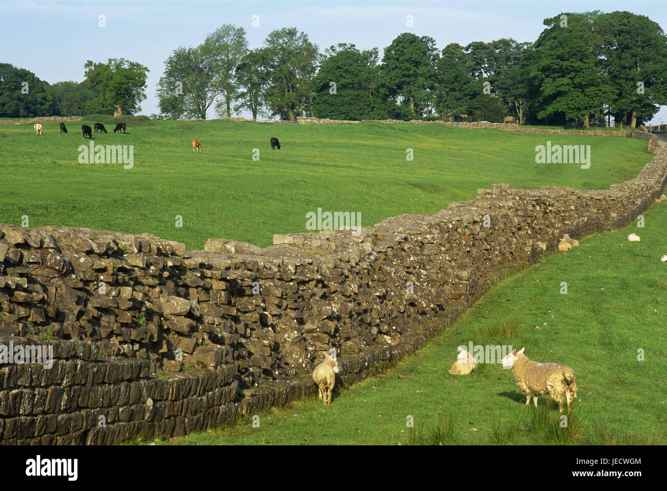 Great Britain, England, Houesteads, Hadrians embankment, scenery ...