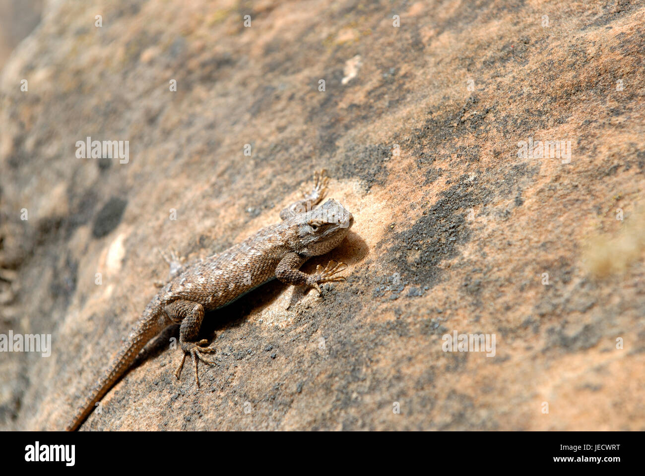 Fat lizard hi-res stock photography and images - Alamy