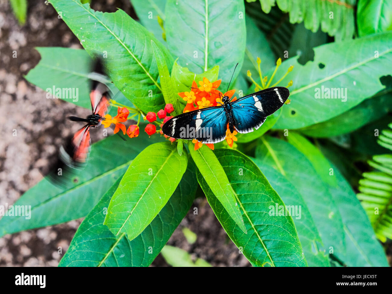 Butterfly in Mindo, Ecuador Stock Photo - Alamy