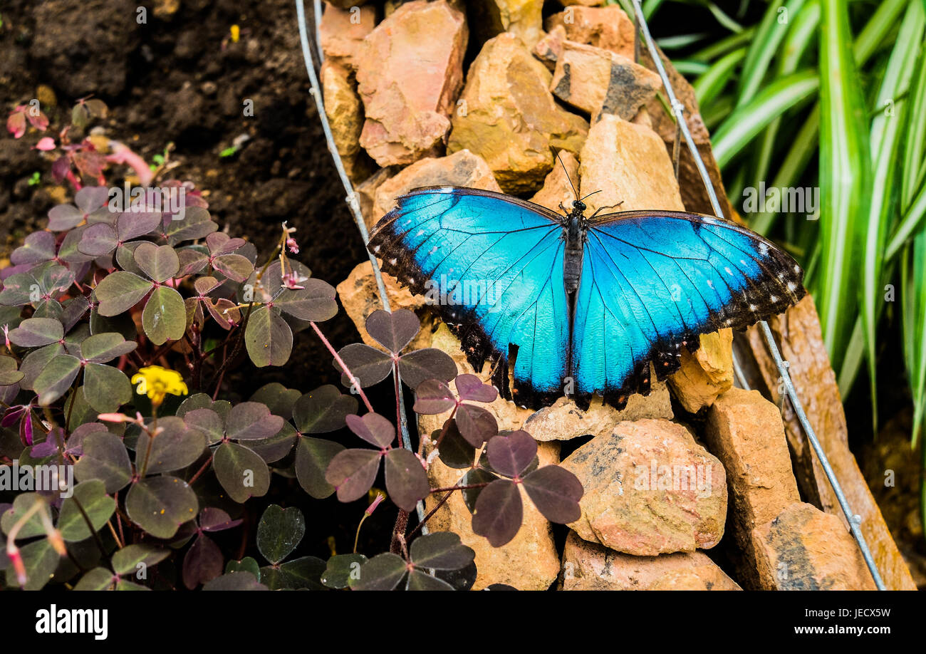Butterfly in Mindo, Ecuador Stock Photo - Alamy