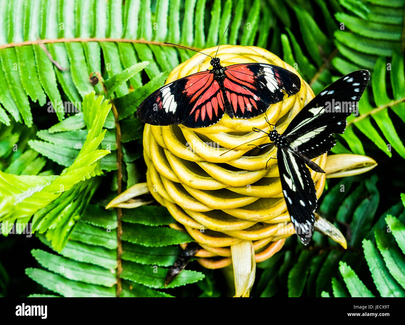 Butterflies in Mindo, Ecuador Stock Photo - Alamy