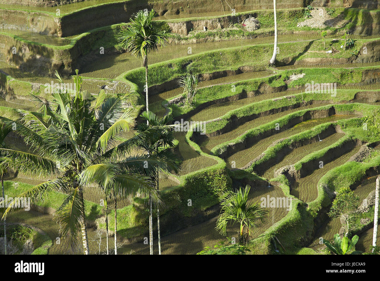 Bali geography hi-res stock photography and images - Alamy