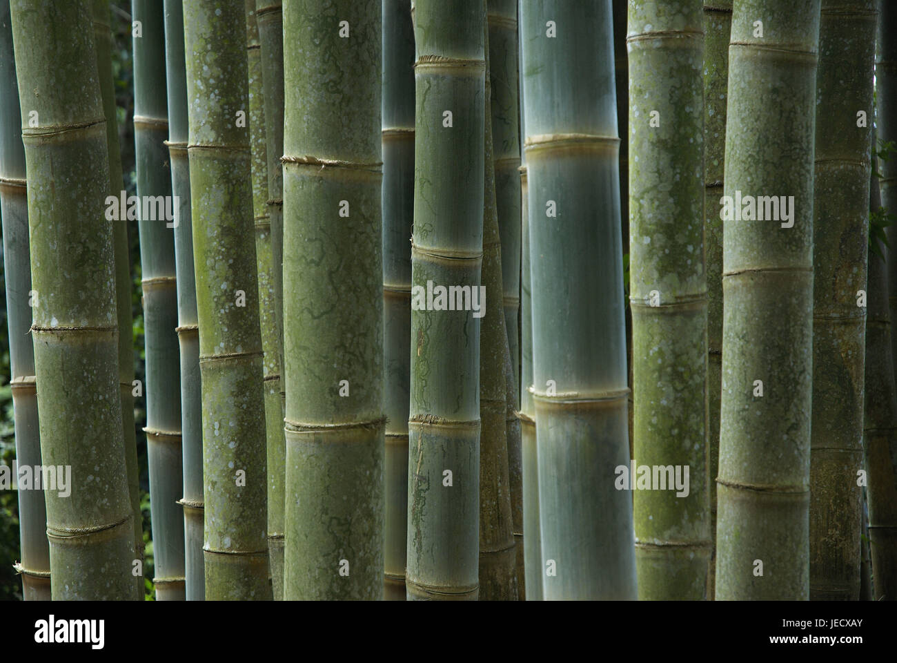 Island bamboo hi-res stock photography and images - Alamy