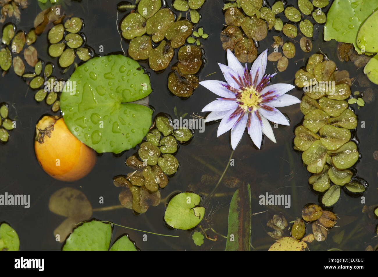 Garden Martinique High Resolution Stock Photography and Images - Alamy