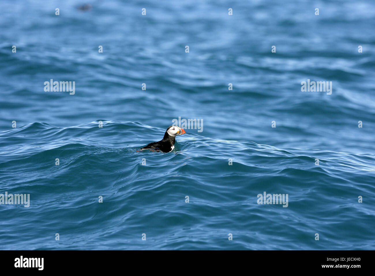 Atlantic parrot diver in the water before the island lap, Norway Stock ...