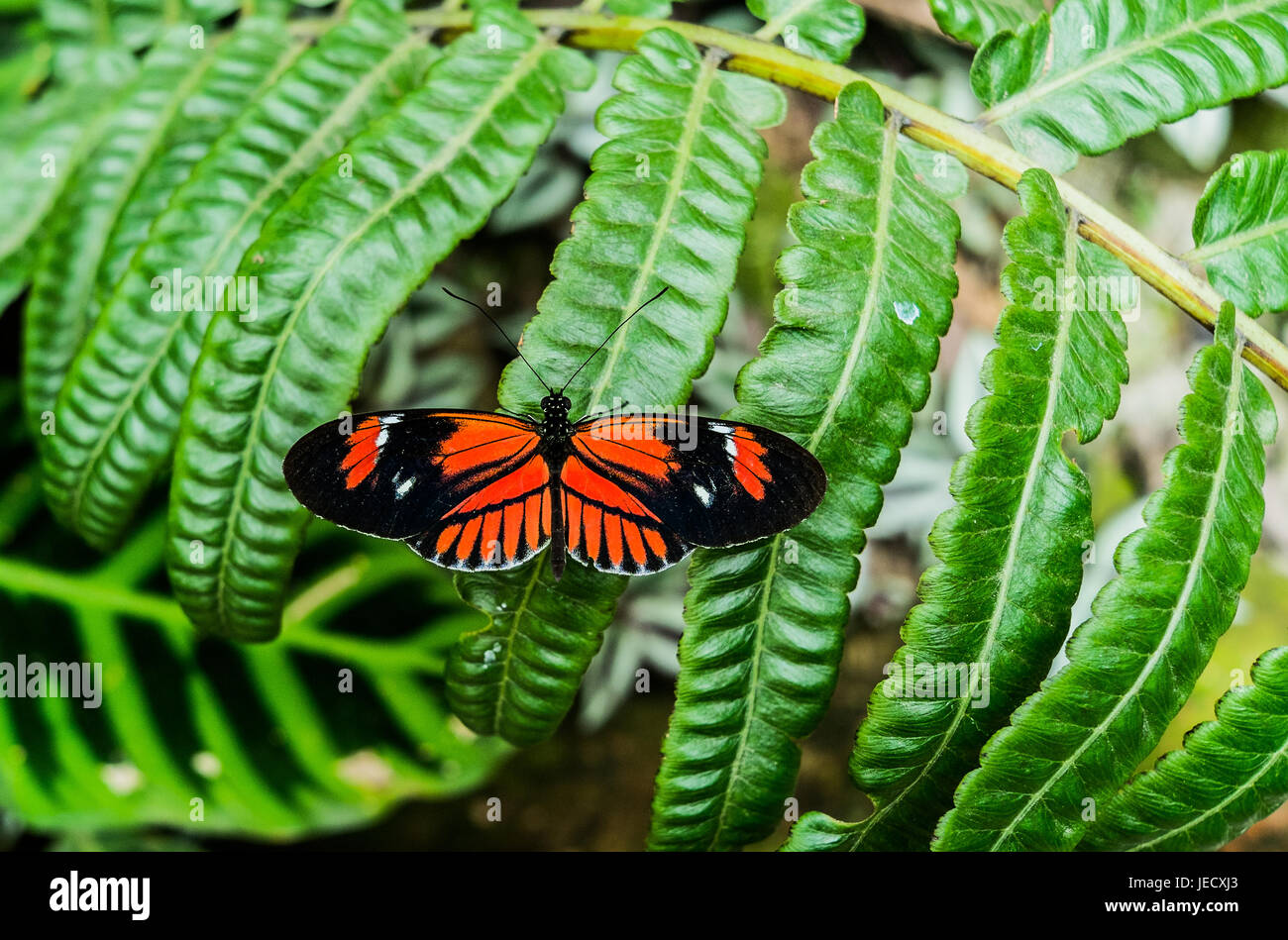 Mindo ecuador butterfly hi-res stock photography and images - Alamy