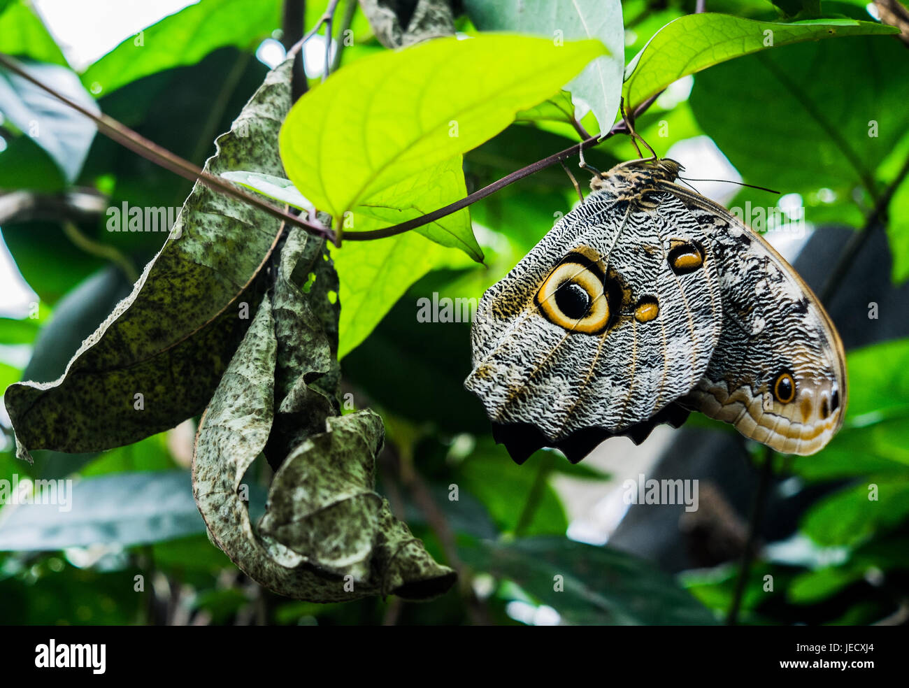 Butterfly in Mindo, Ecuador Stock Photo - Alamy