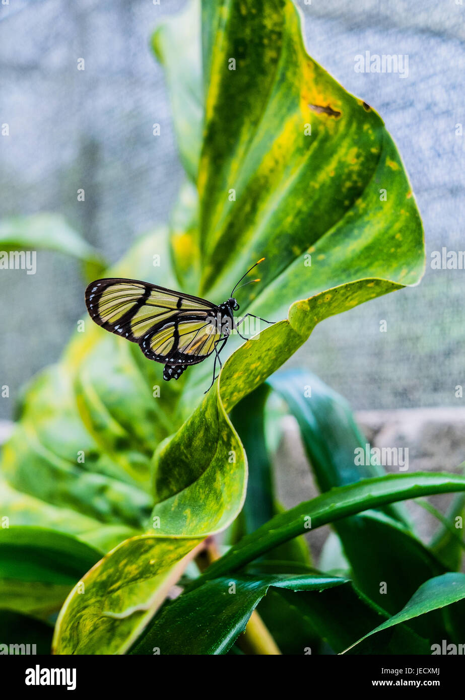 Butterfly in Mindo, Ecuador Stock Photo - Alamy