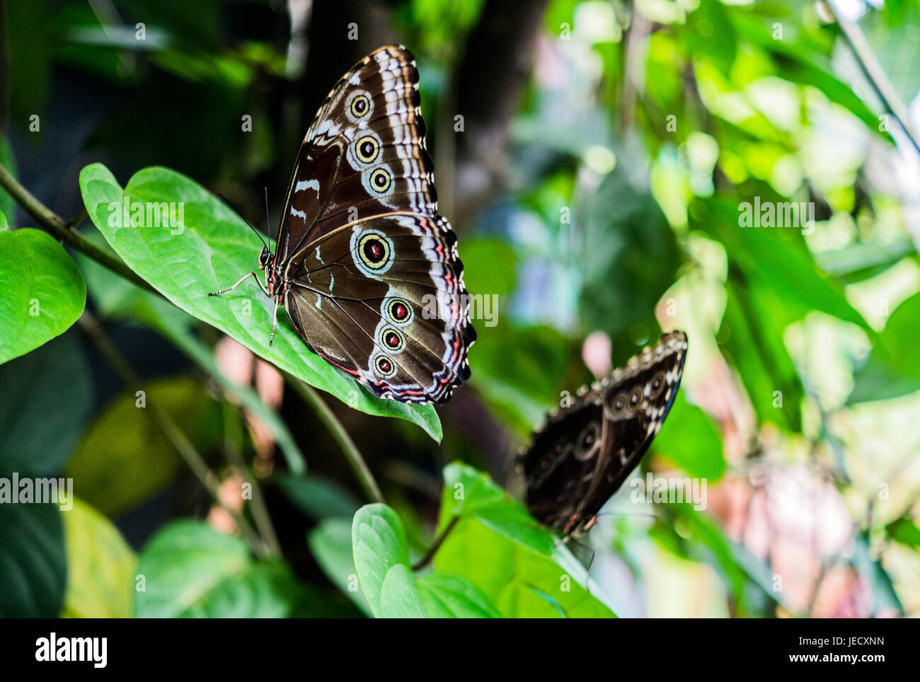 Butterflies in Mindo, Ecuador Stock Photo - Alamy