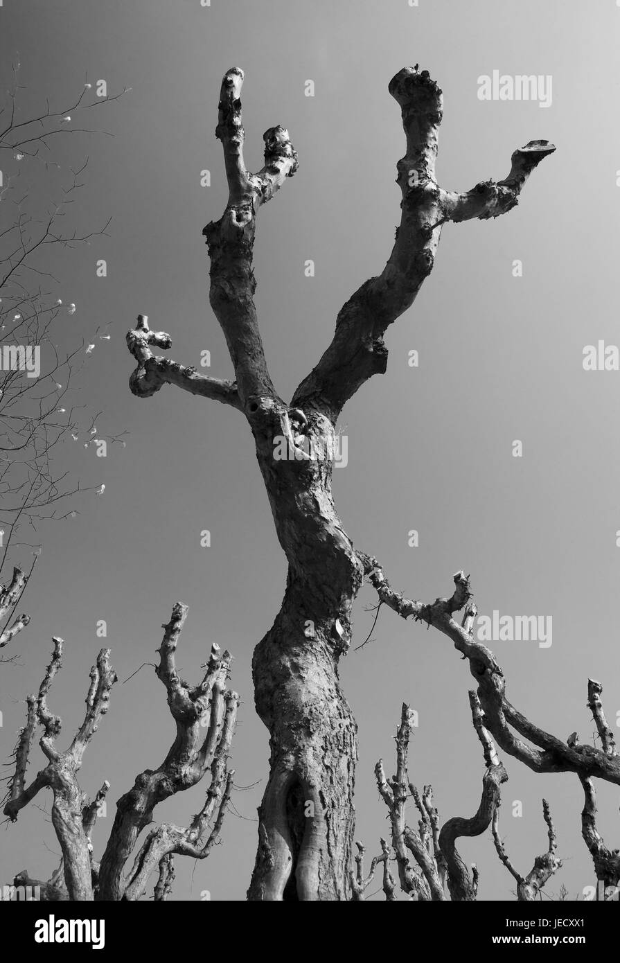 Cut trees branches in Black and White Stock Photos & Images - Alamy