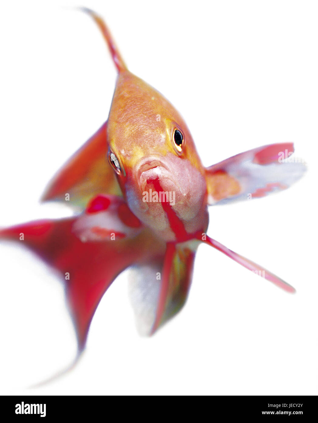 Jewel flag perch hi-res stock photography and images - Alamy