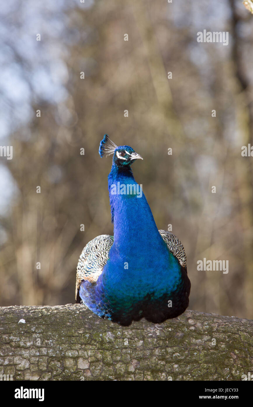 Peacock foot hi-res stock photography and images - Alamy