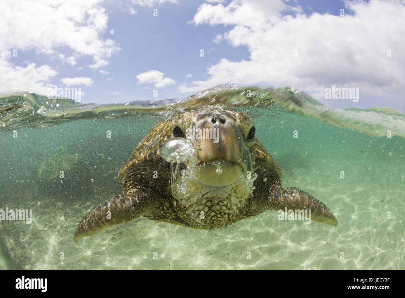 Green sea tortoise Stock Photo - Alamy