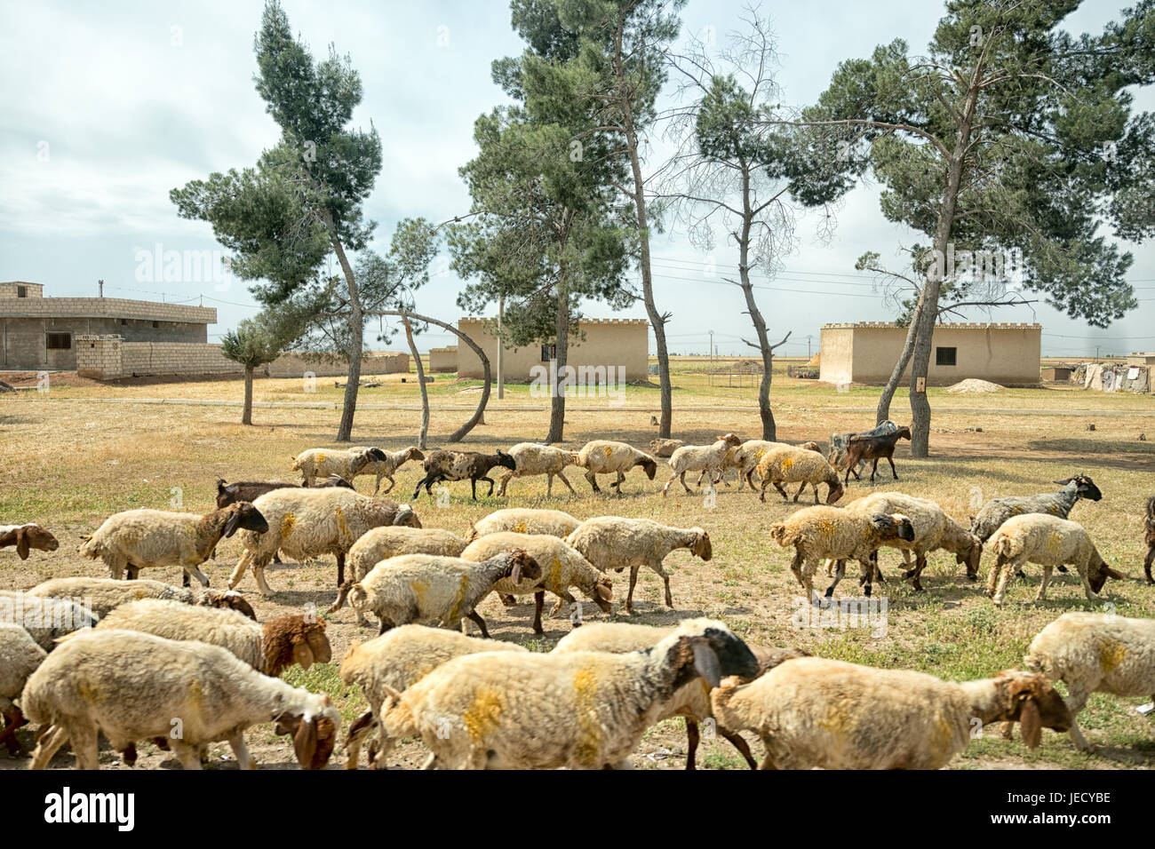 Goats syria hi-res stock photography and images - Alamy