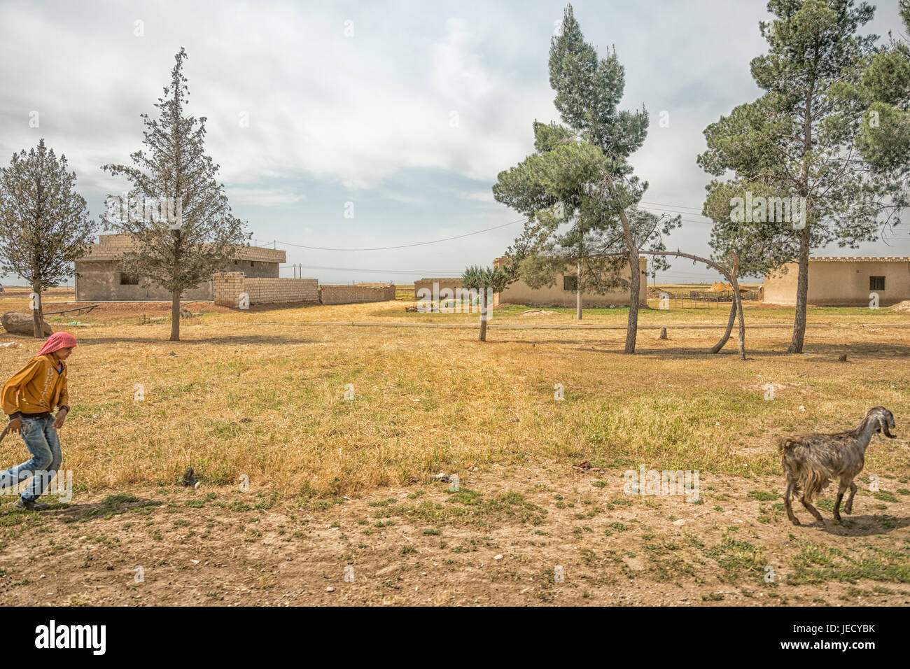Shepherd syria sheep High Resolution Stock Photography and Images - Alamy