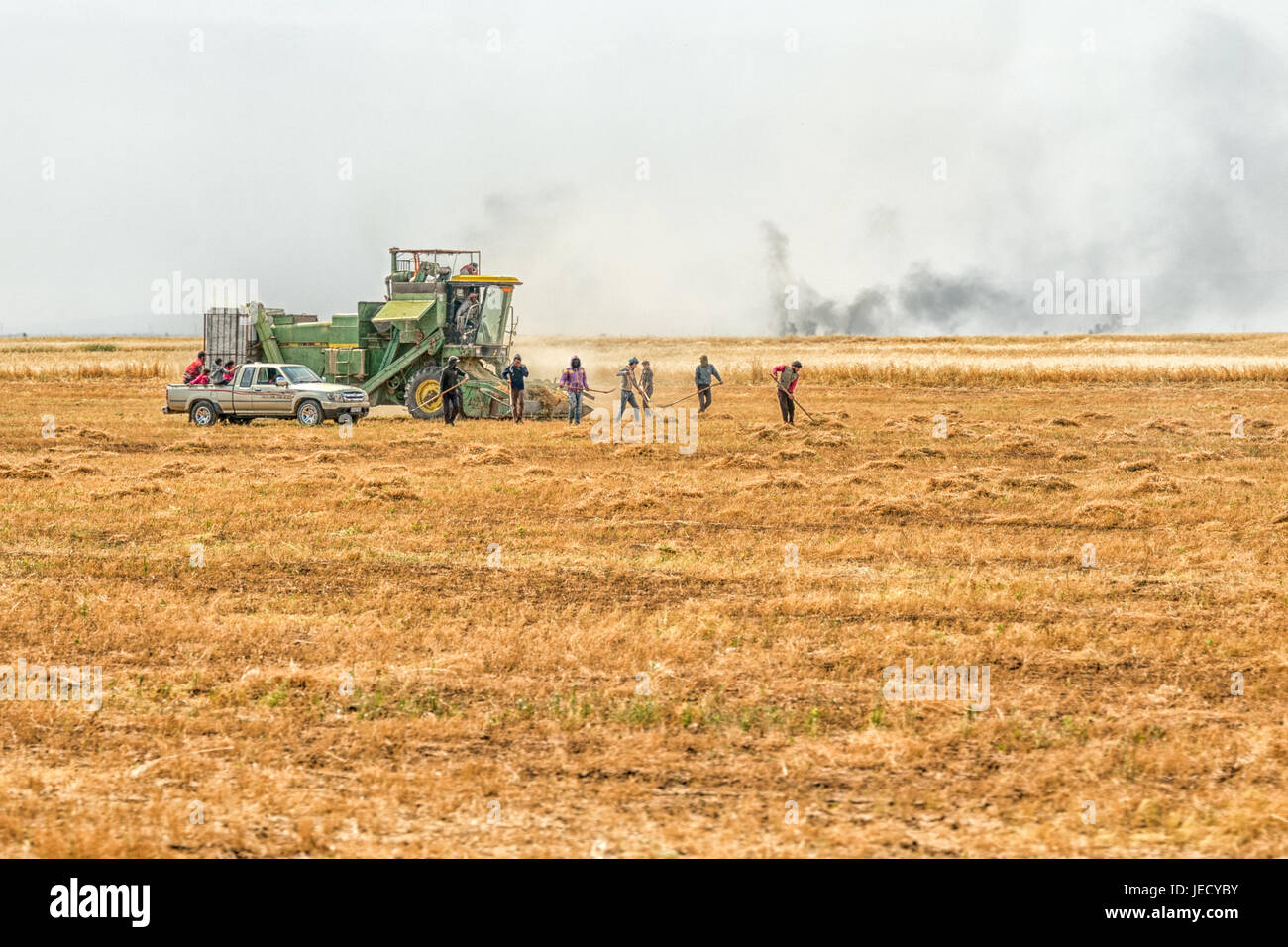 Agricultural workers clearing a field and loading hay near Malkieh ...