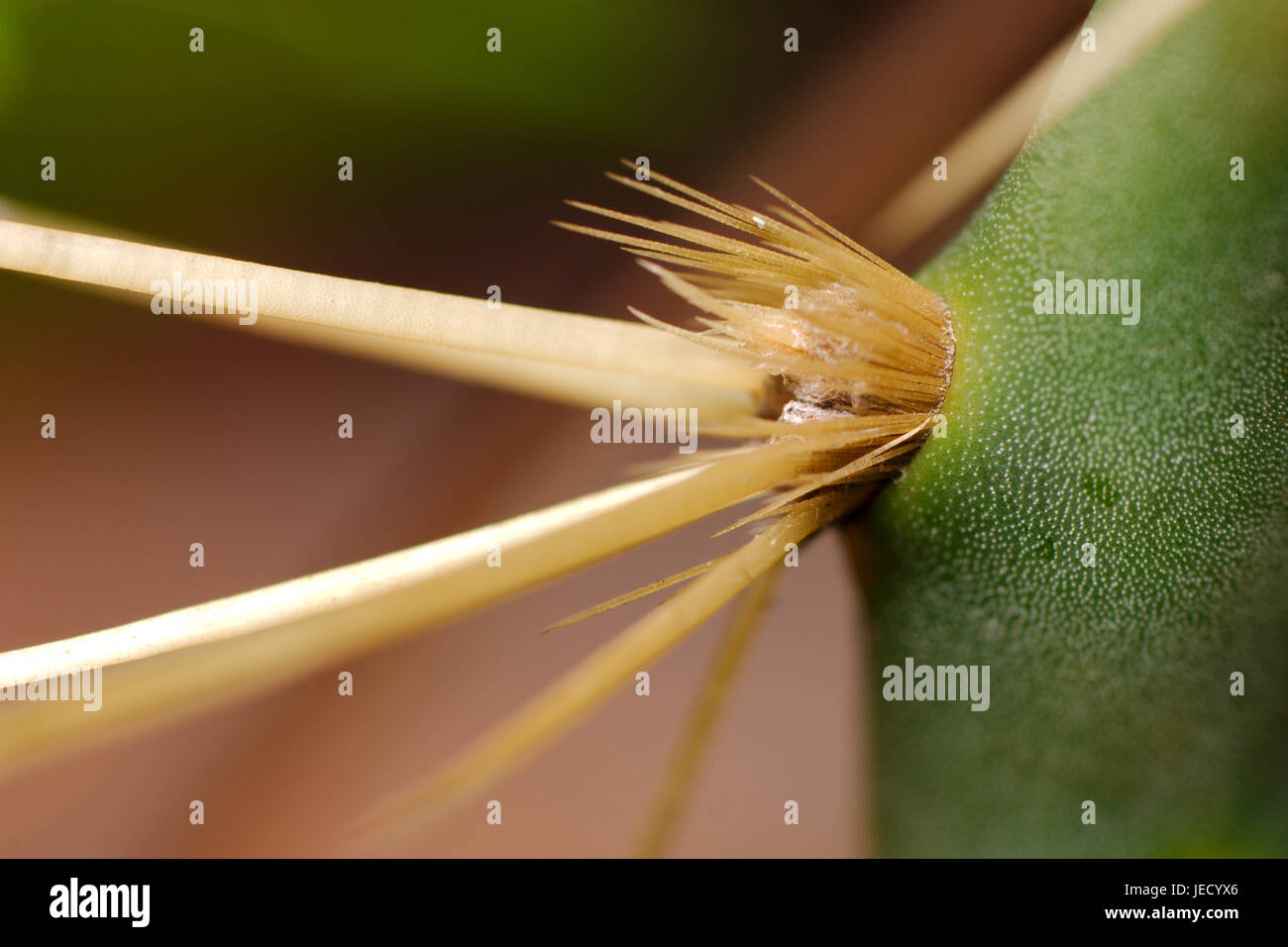 cactus needle macro Stock Photo - Alamy