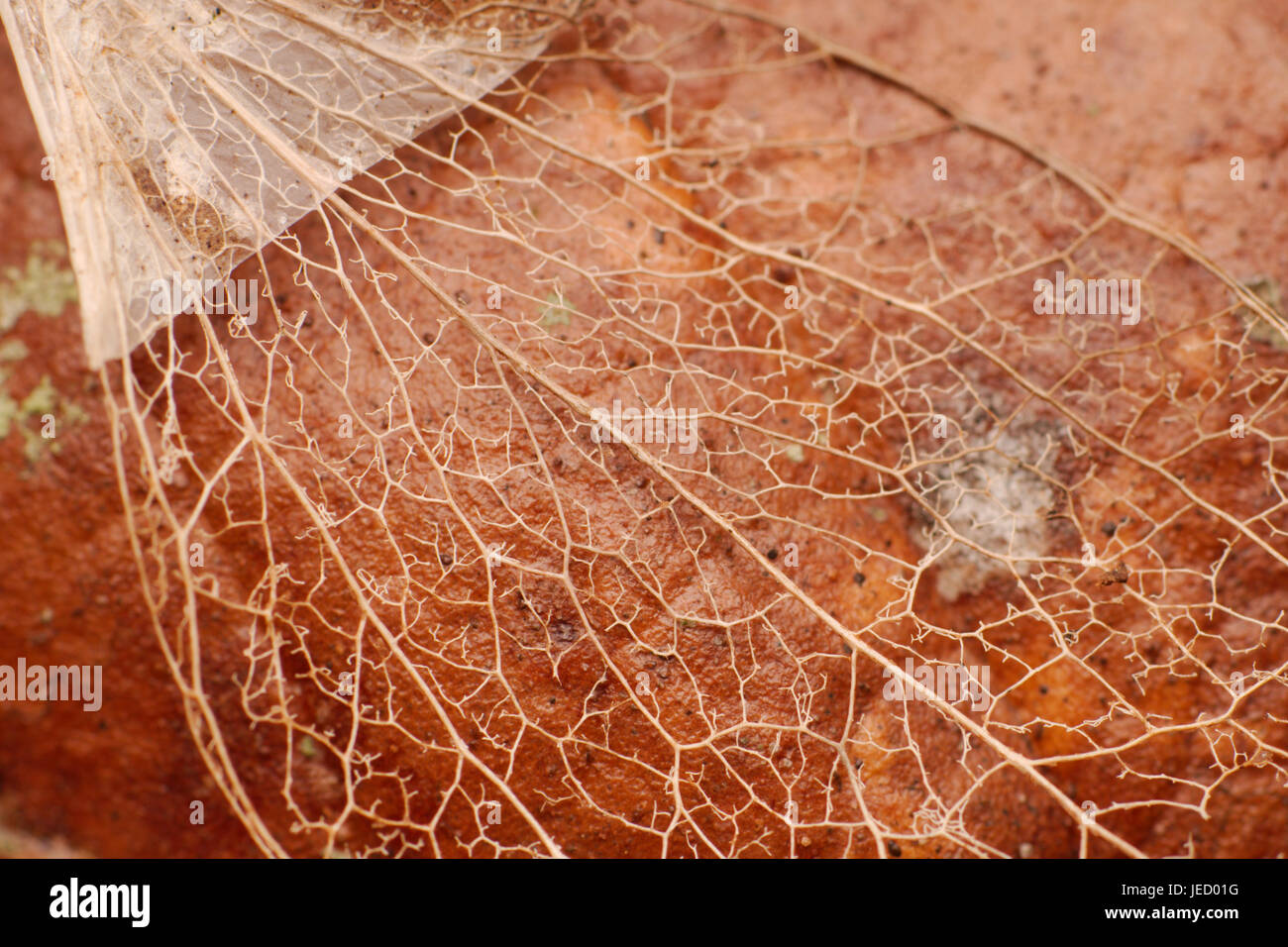 leaf vein pattern Stock Photo - Alamy