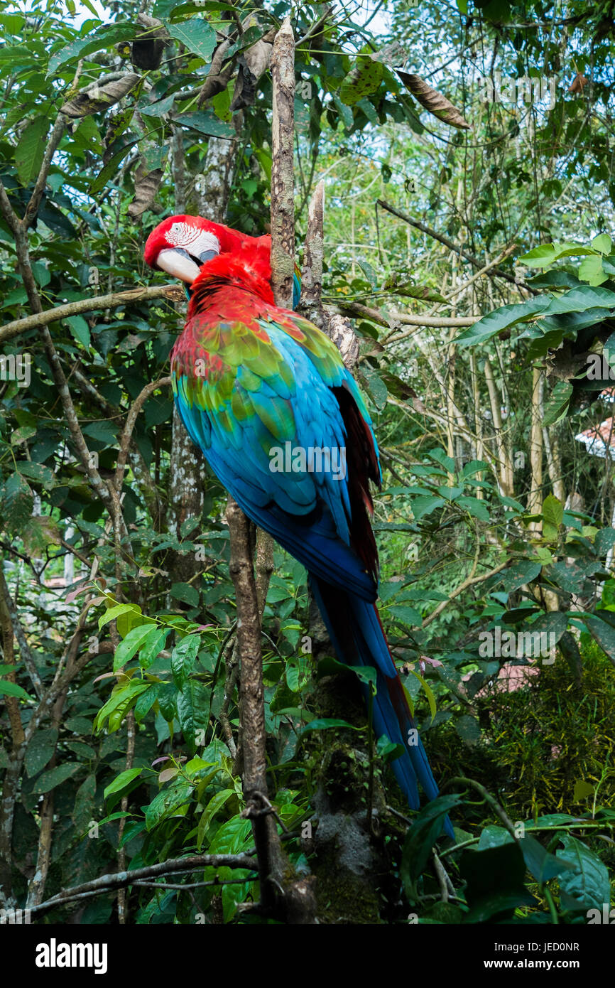 Colored parrot in Ecuador Stock Photo - Alamy