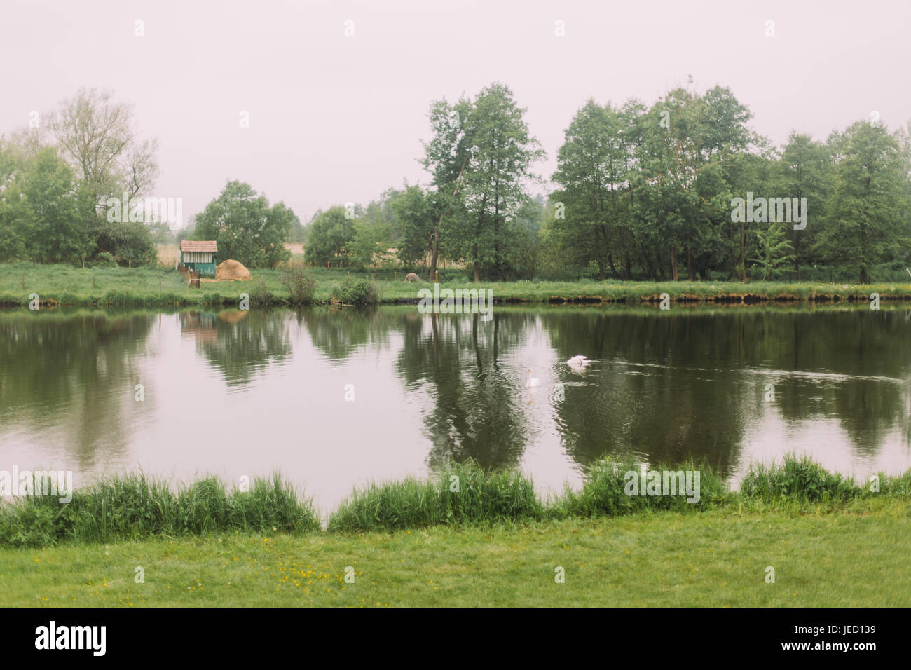 The magnificent landscape consisted of the swimming swans in the river ...
