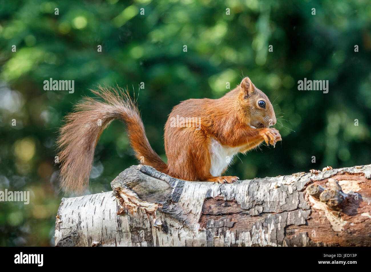 British wildlife: Red Squirrel (Sciurus vulgaris) posing: classic pose ...