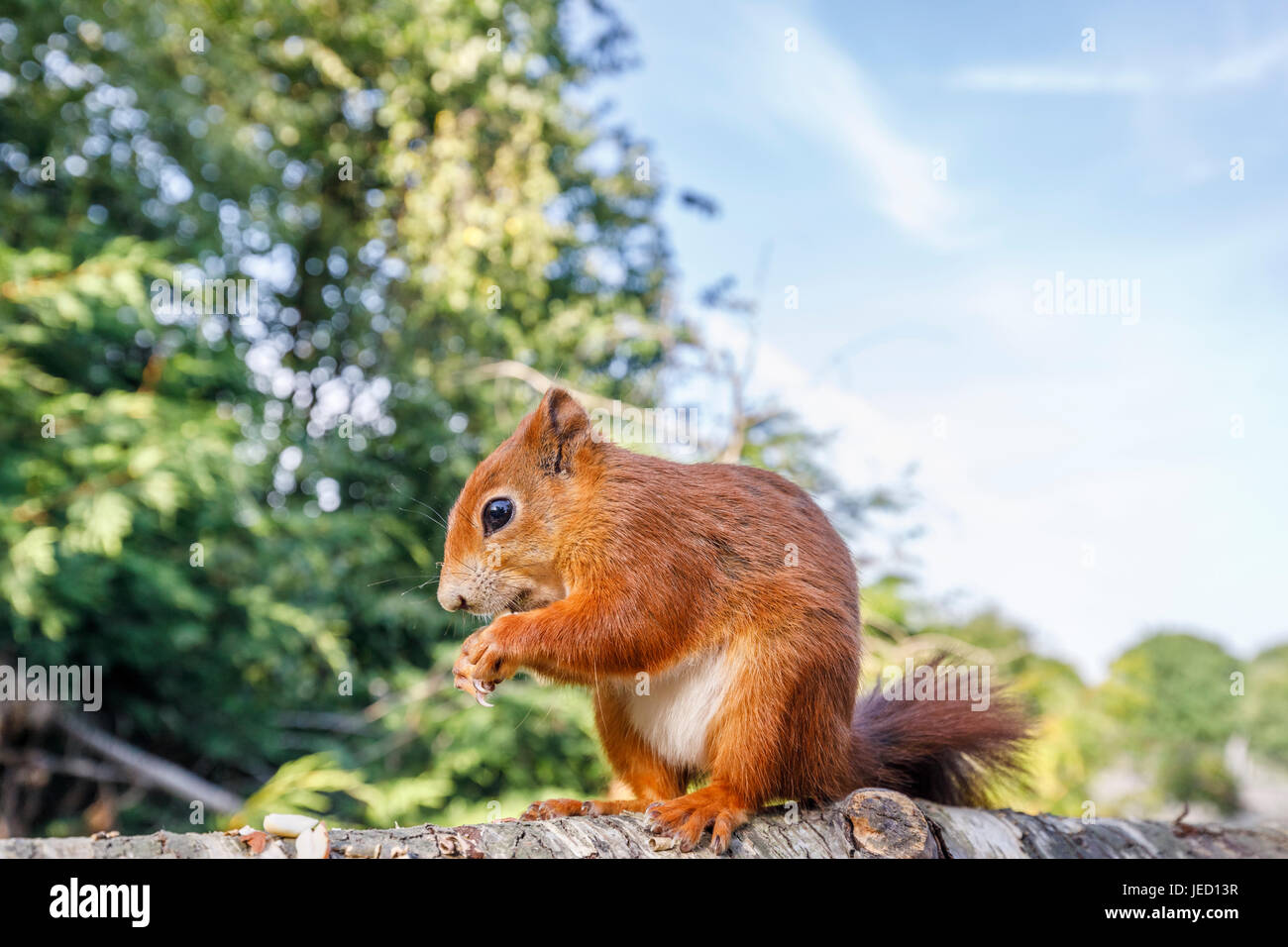 British wildlife: Red Squirrel (Sciurus vulgaris) posing: classic pose ...