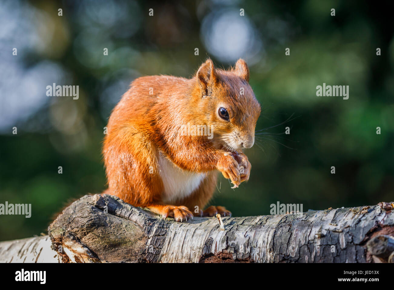 British wildlife: Red Squirrel (Sciurus vulgaris) posing: classic pose ...